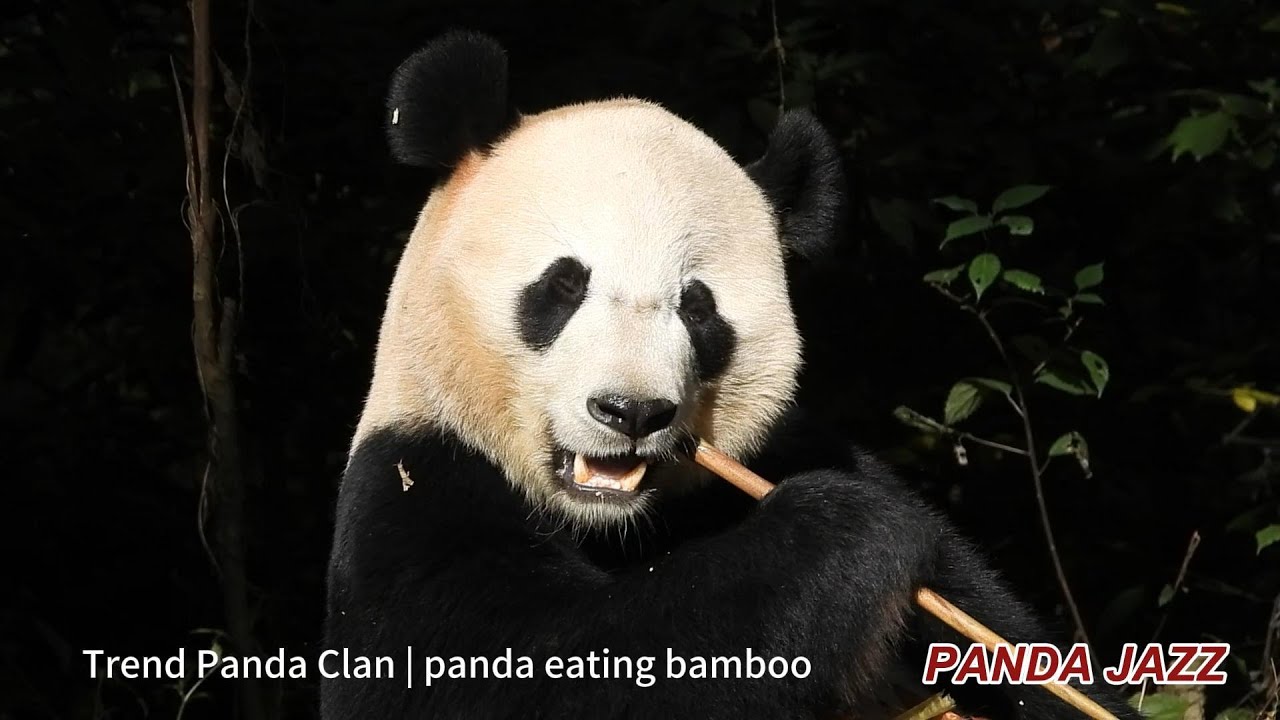 ベイベイ | panda beibei | 大熊猫贝贝 - YouTube