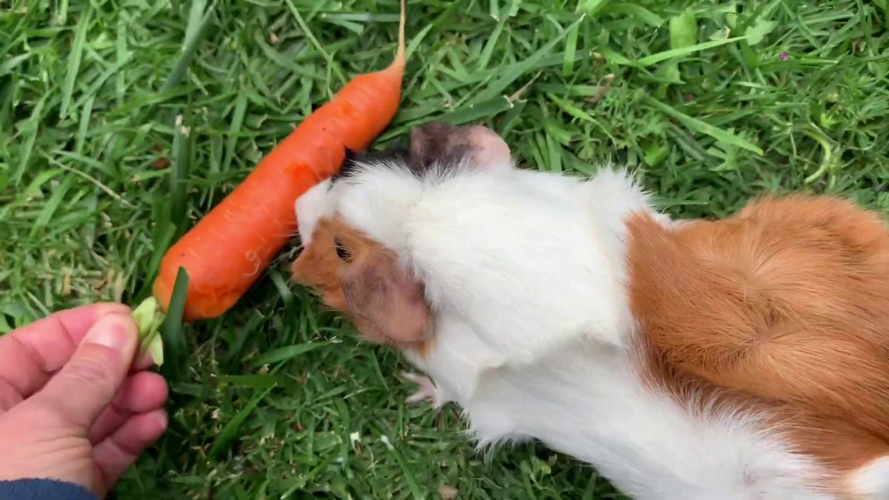 GuineaPigs - YouTube