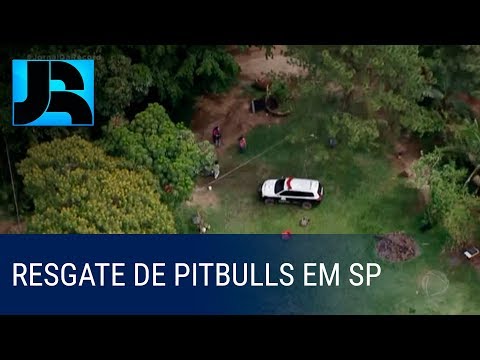 Polícia resgata cães da raça pitbull em chácara no interior de SP