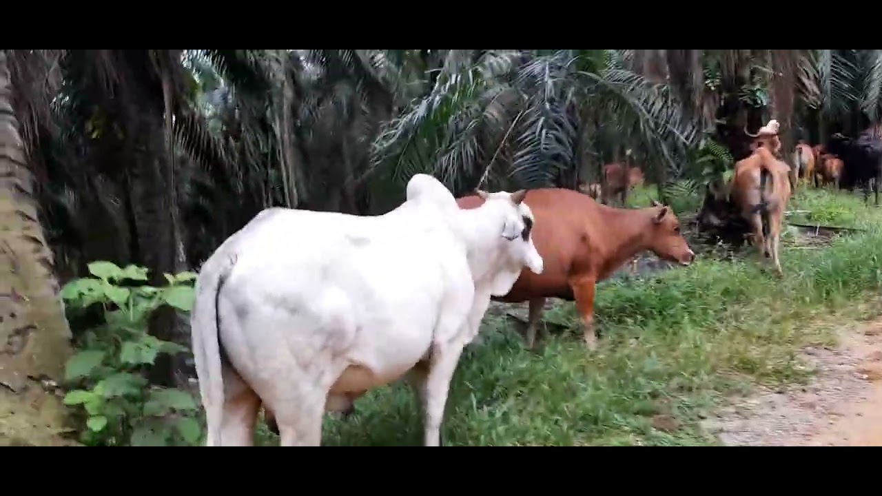 PILAR EMPAT,Sapi Liar Ditempat - YouTube