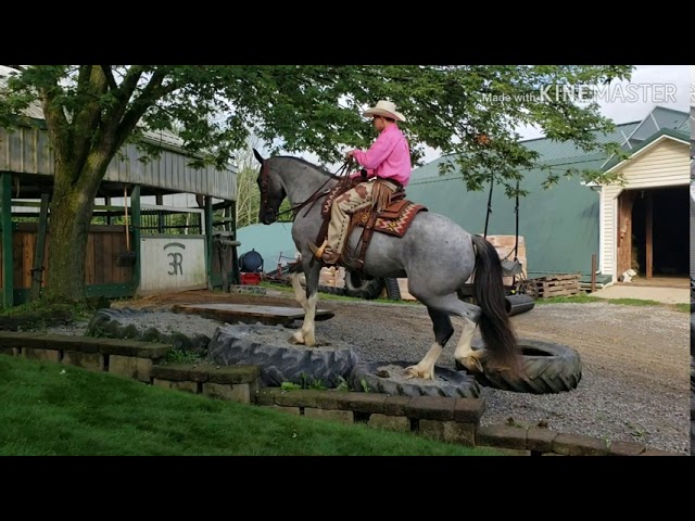 Shire Horses Cross