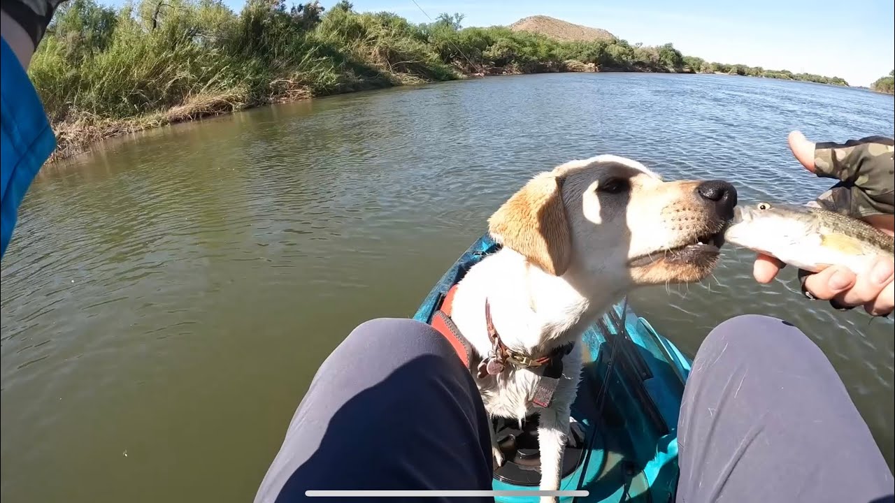 Salt River Fly Fishing April 2023 - YouTube