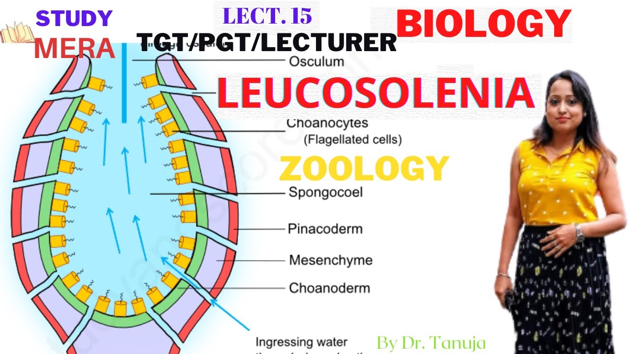 Leucosolenia|L15|TGT|PGTLecturer|Dr. Tanuja - YouTube