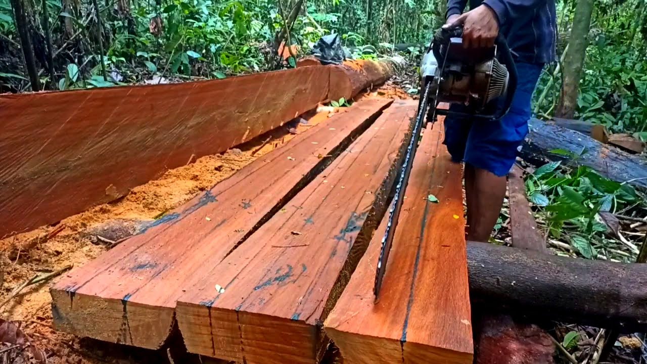 HASILNYA MELIMPAH !! KAYU ULIN SERAT PADAT || DI RAJANG MENGGUNAKAN ...
