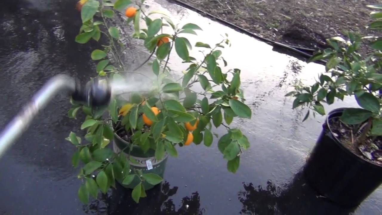 How to control Citrus White Fly Problem - YouTube