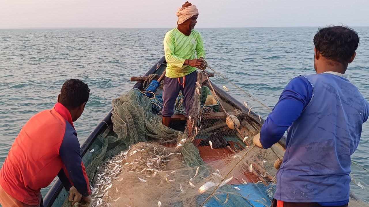 Odisha fishing video fish catching time fisherman - YouTube