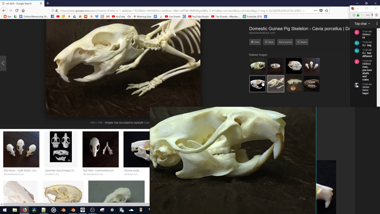Rat Skull Anatomy Zygomatic Plate Wikipedia
