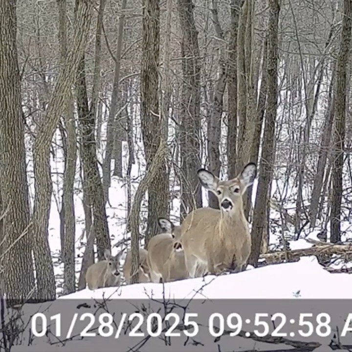 Deer train - YouTube