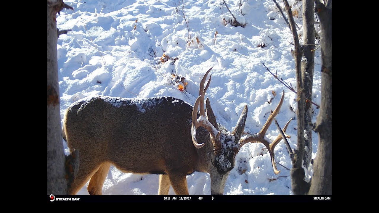 CRAZY DEER VIDEO CAUGHT ON TRAIL CAM(#HUSHLIFE VLOG) - YouTube