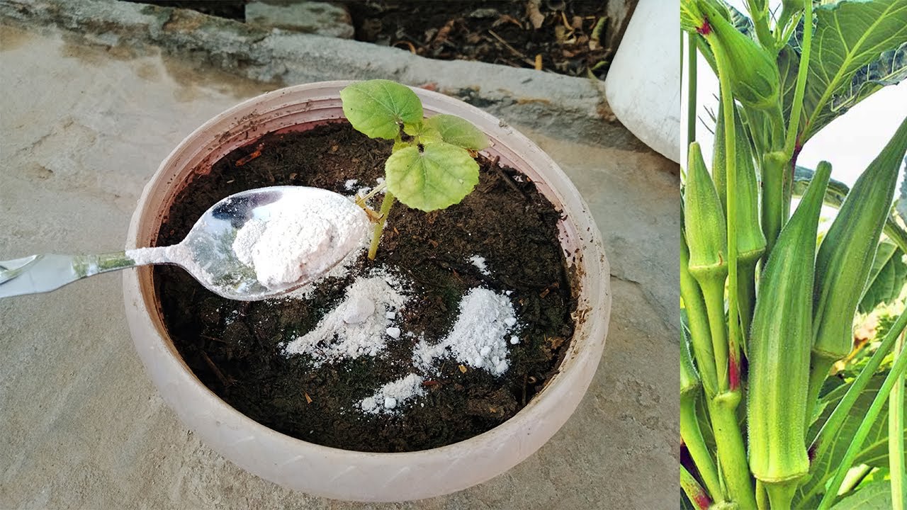 Treat baby okra plant with DCP powder | Okra plant growing from seeds ...