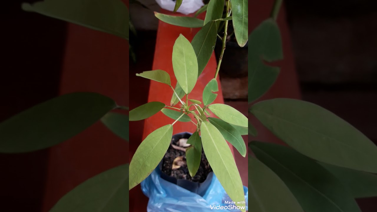 ප්‍රාණජීව ~ Pranajeewa ~ Codariocalyx Motorius ~ Dancing Plant - YouTube