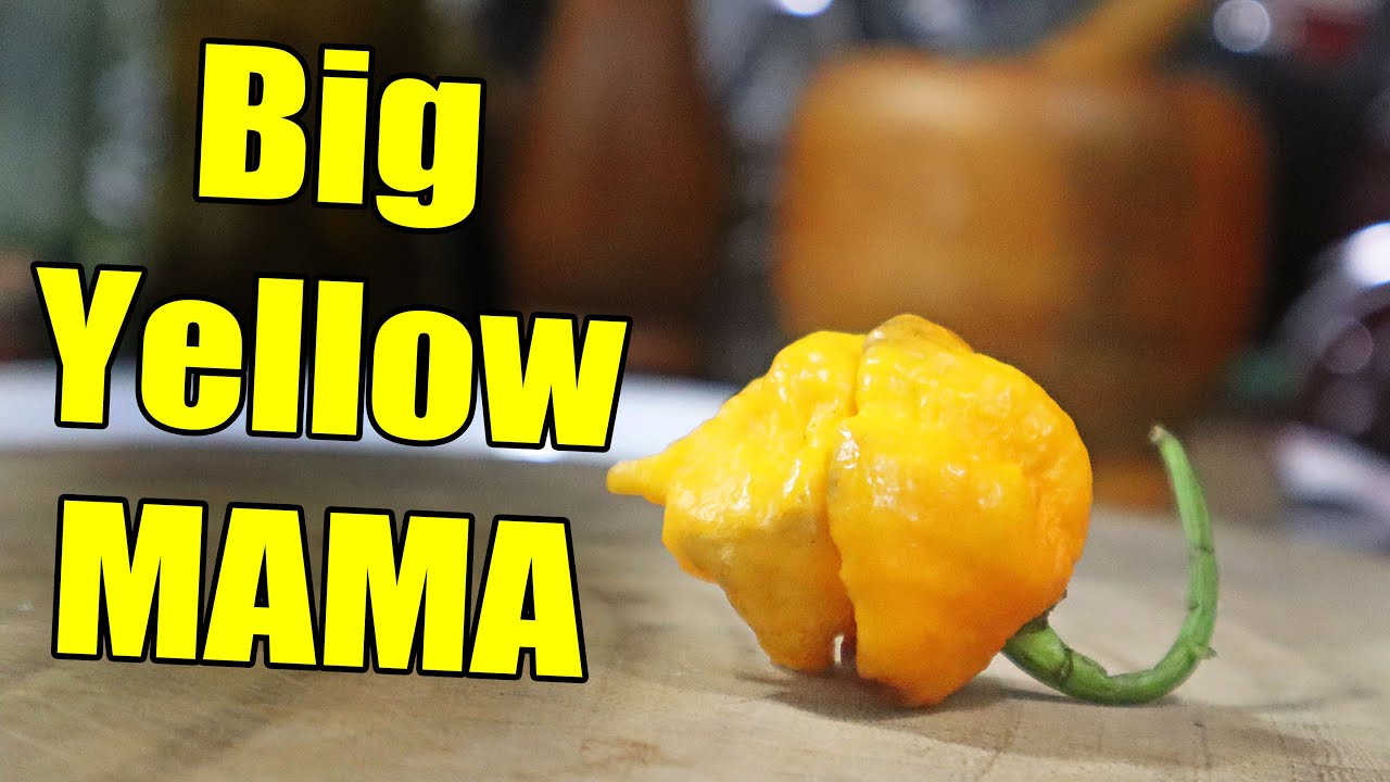 Superhot Chili Review : Big Yellow Mama Chili Pepper - YouTube