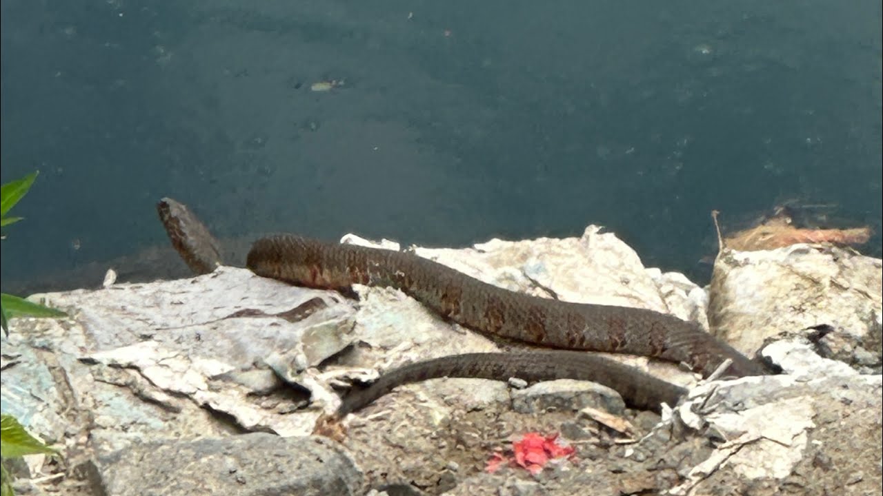 River snakes, Carlos saves a life, and you will not believe what ...