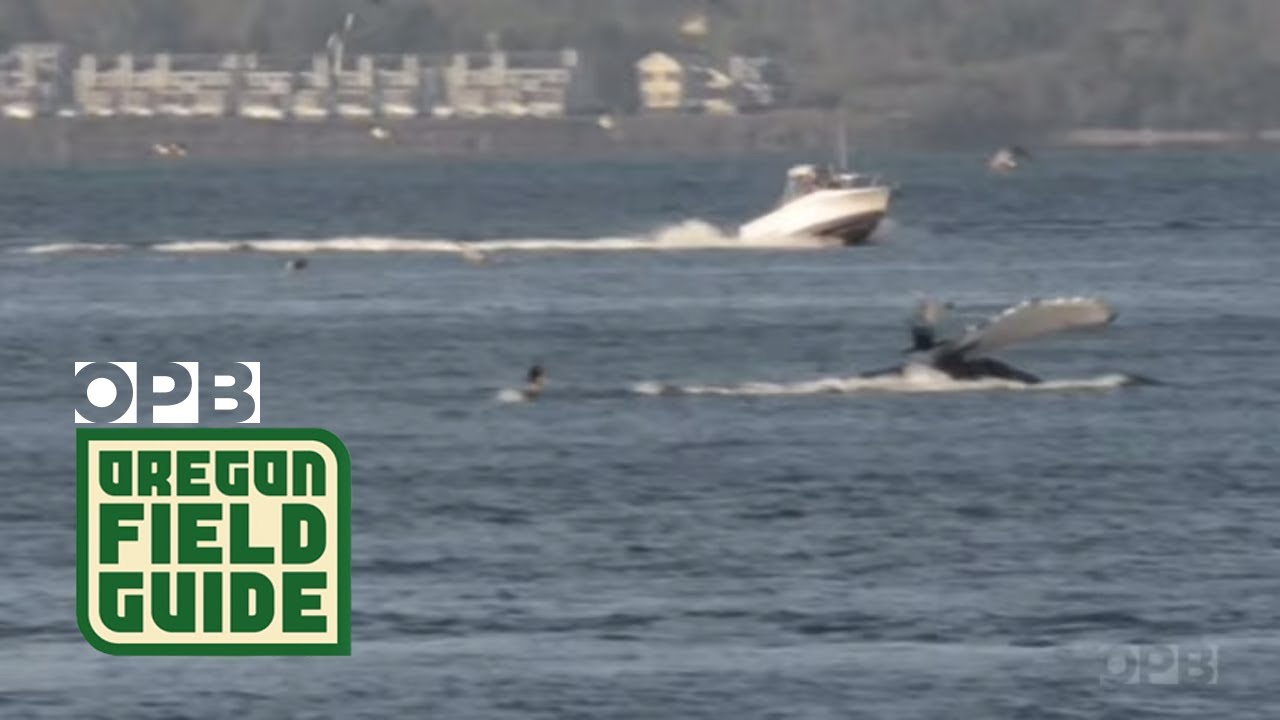 Humpback Whales in the Columbia River | Oregon Field Guide - YouTube