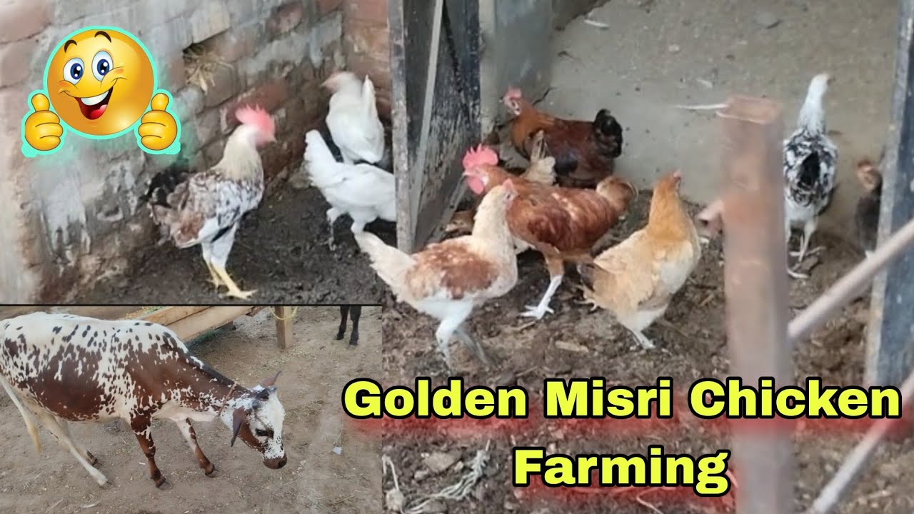 Golden Misri Chozay | Golden Misri Chicken Farming In Pakistan | Pets ...