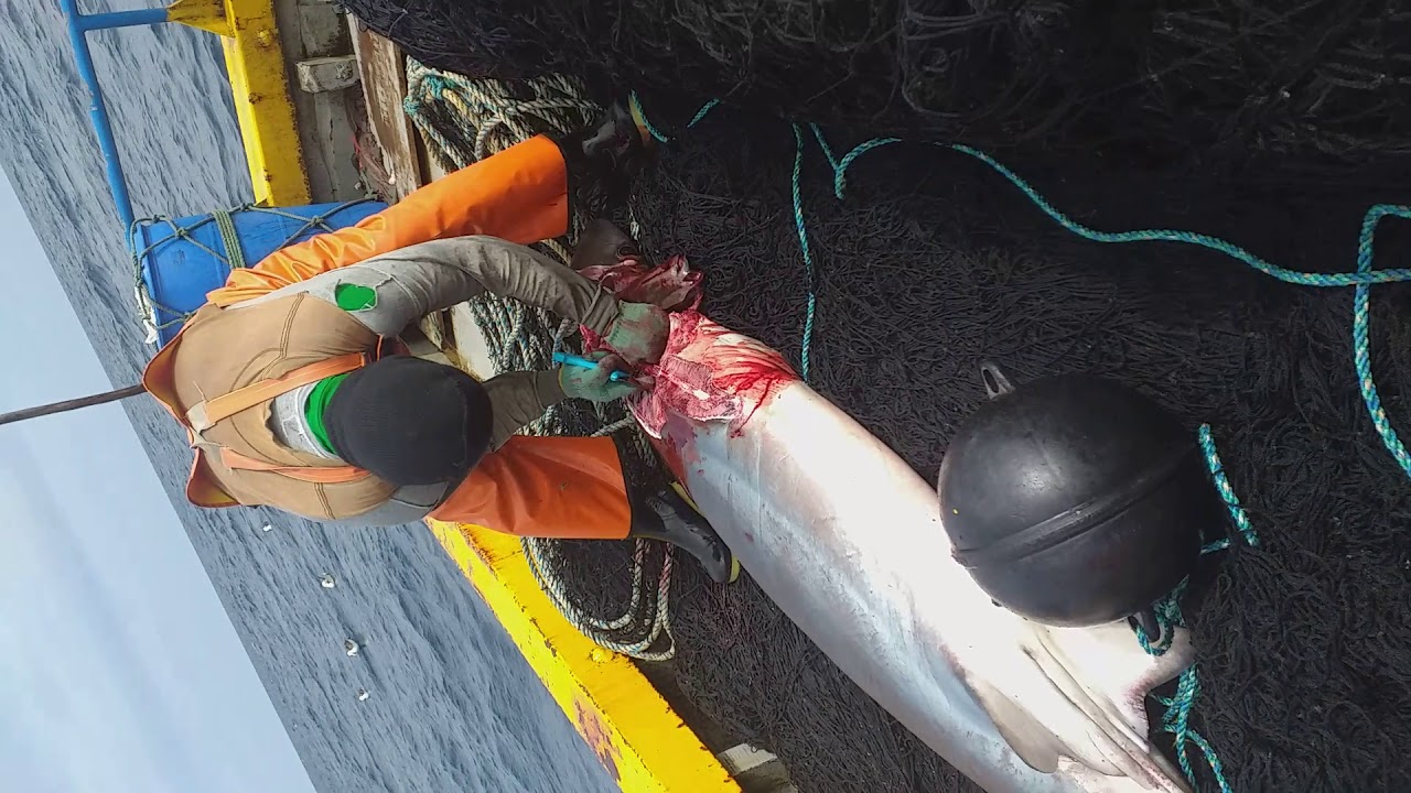 Pesca de tollo - YouTube