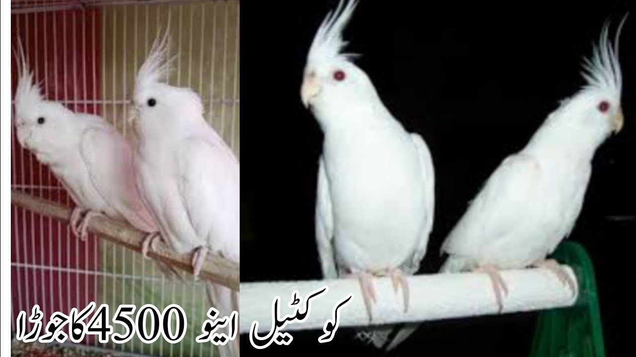 Cocktail Eno 4500 Ka Jora White Parrot Tota - YouTube