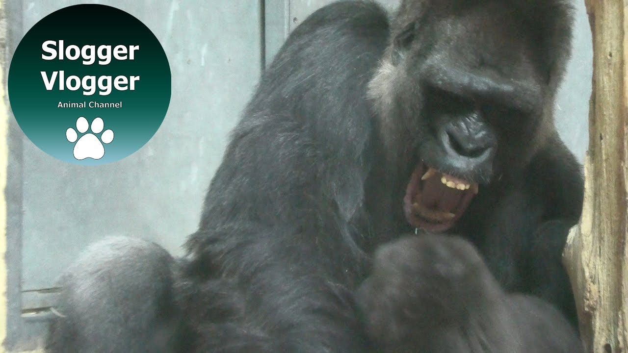 Silverback Puts His Play Face On Playing With Daughter - YouTube