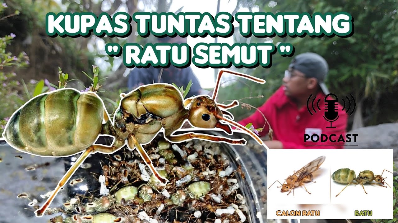 Kenali Ratu Semut Rangrang | Recognize Queen Of Weaver Ant - YouTube