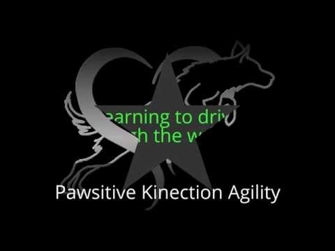 Pawsitive Kinection: 2016