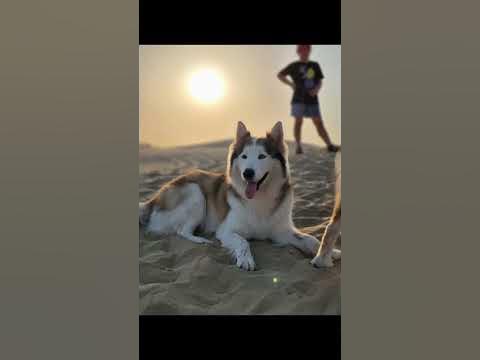 desert huskies #huskies #shortsvideo #dogs #short #dubai #husky #youtubeshorts #youtube #uae # ...