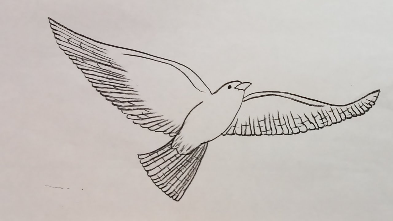flying bird drawing easy !! pencil bird drawing!! how to draw a bird ...