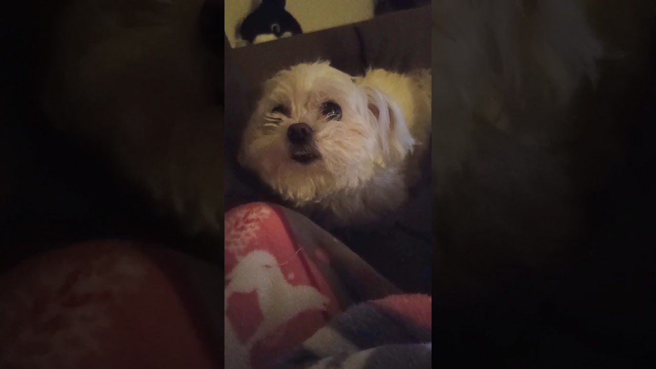 Dog flehmen response - YouTube