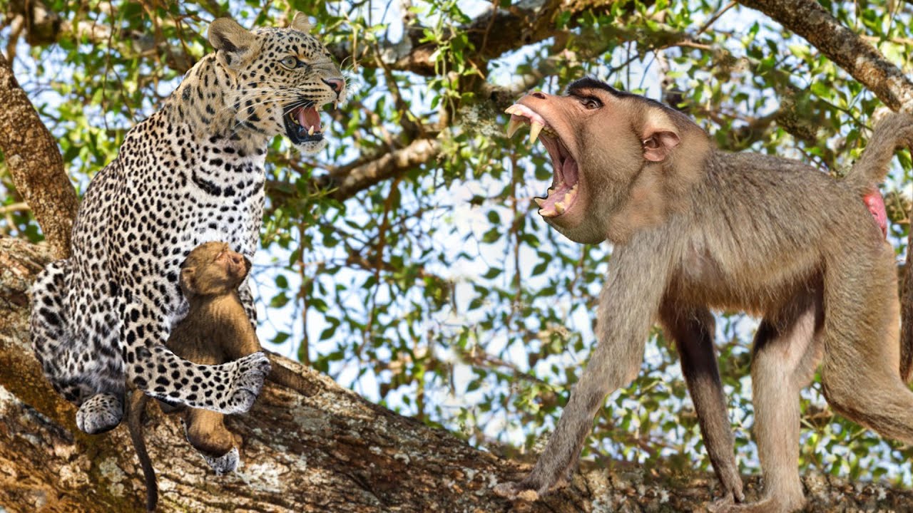 The Mother Baboon Was Mad When The Leopard Tried To Steal Her Baby ...