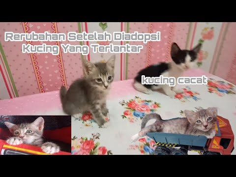 Adopsi Kucing Terlantar & kucing cacat Bekas Keinjek Manusia - YouTube