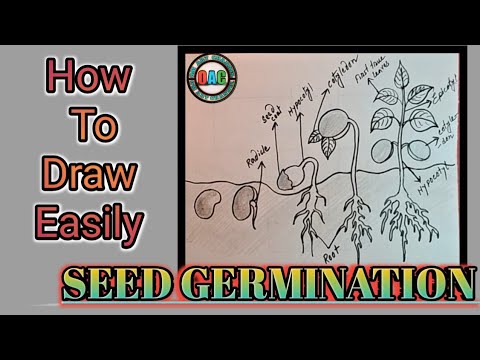 germination of a seed/seed germination/germination/seed germination ...