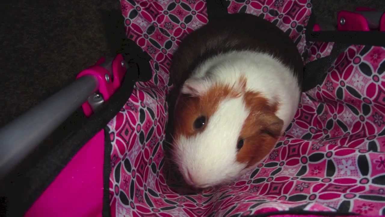 Super Piggies! Guinea Pig Power! - YouTube