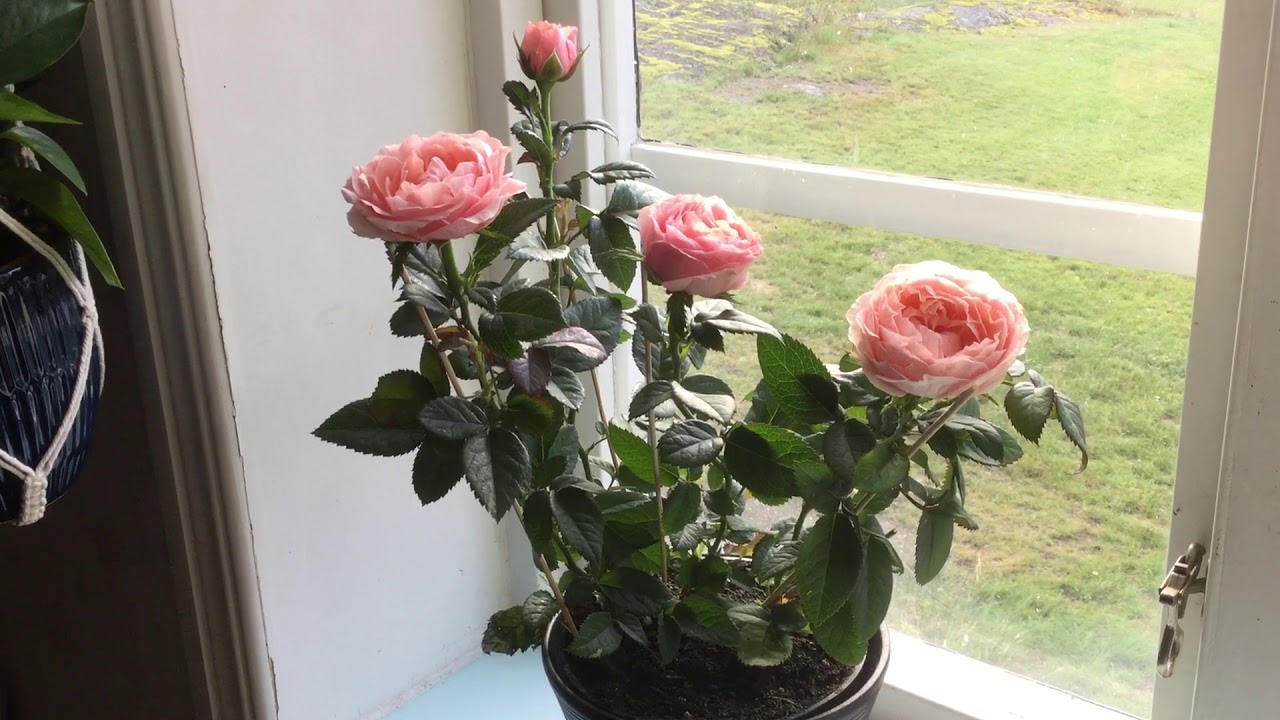 Ang rose kung bulaklak. - YouTube