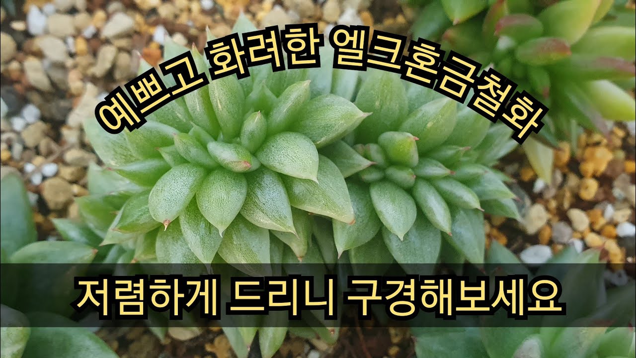 12월 29일 엘크혼금 저렴하고 예쁜 아이들 찜해보세요 다육이금 다육 다육이 다육식물 다육이키우기 금다육 금다육이