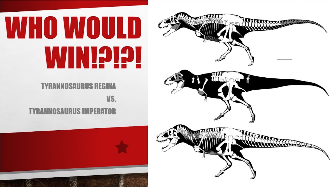 Tyrannosaurus regina Vs. Tyrannosaurus imperator Who Would Win ...