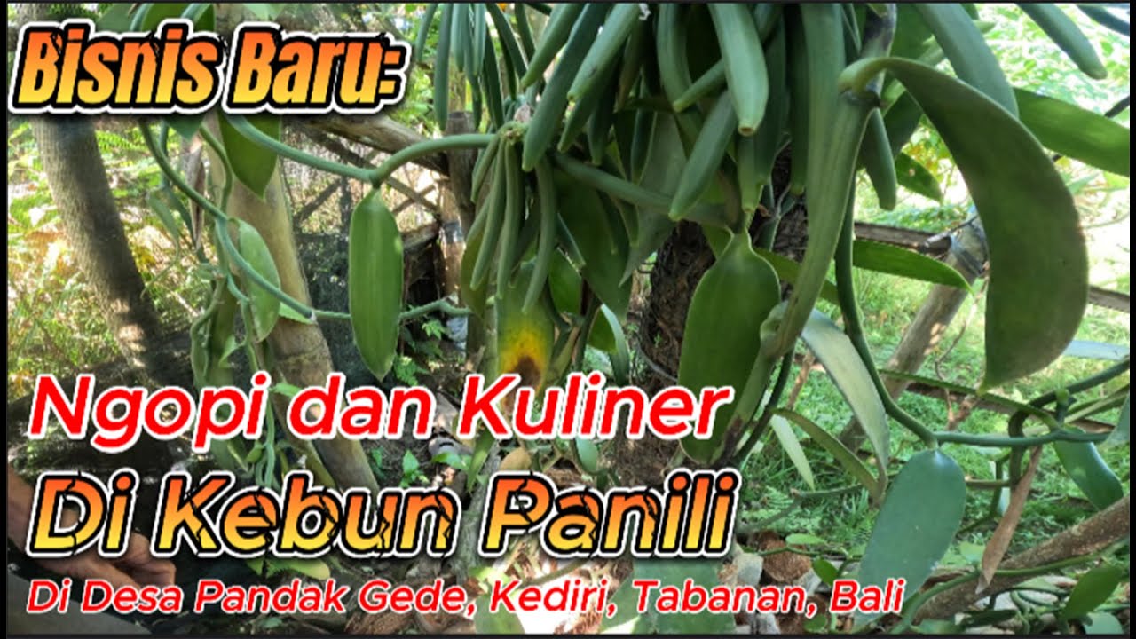 Kereatifitas petani panili di desa Pandak Gede, Tabanan Bali menjadikan ...