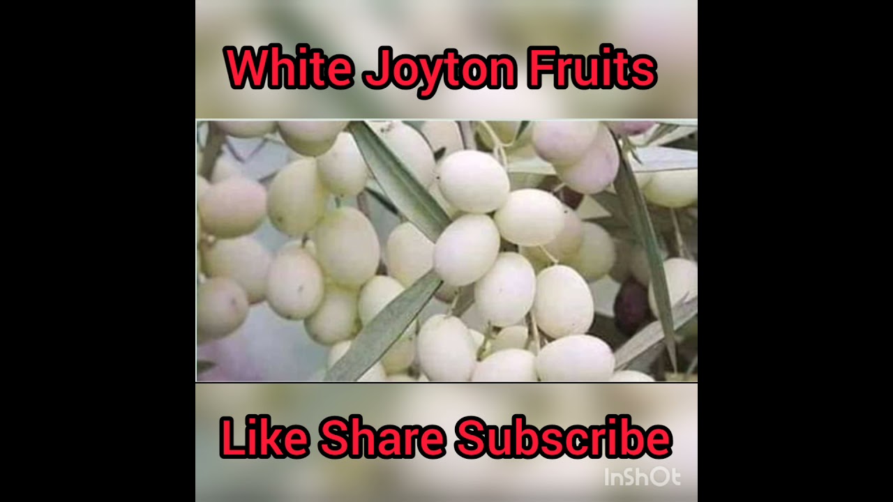 Joyton fruits | জয়তুন ফল - YouTube