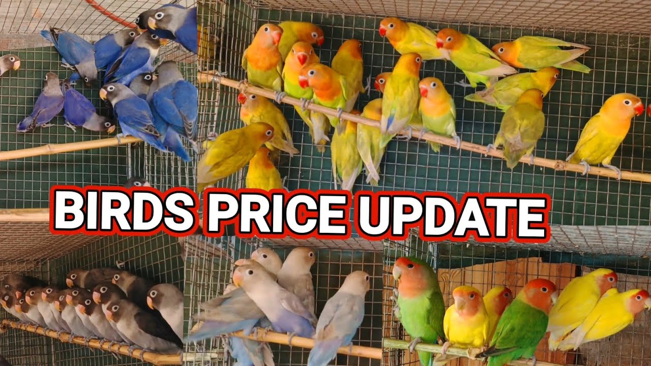 birds price update / Love Birds Price Update / Java Birds Price update ...