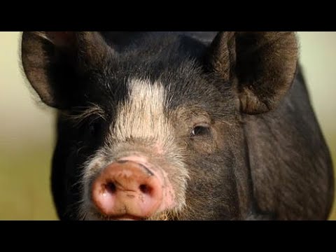 Pig and snake fight 😱 - YouTube