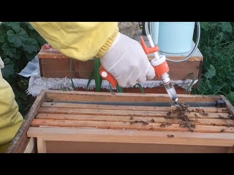 Oksalik Asit Sonrası Dökülen Varroa kontrolü #arıcılık #balarısı