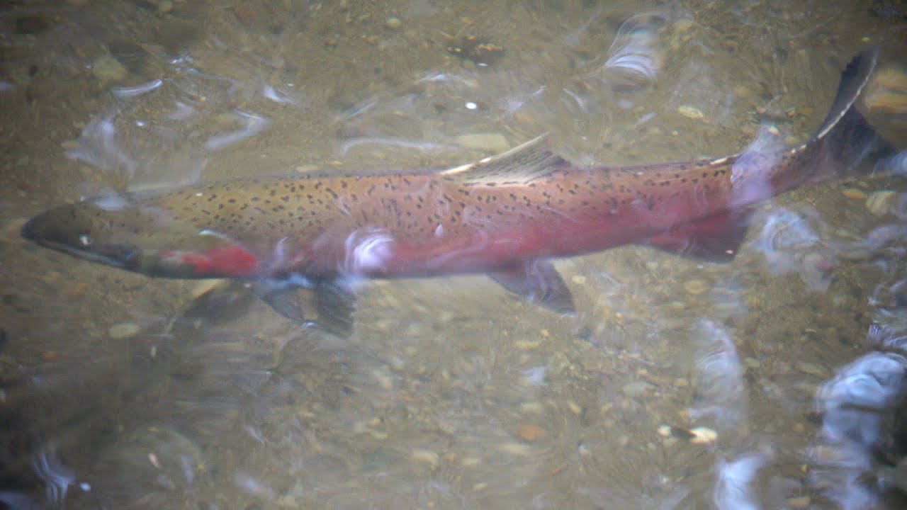 Record Salmon Run at Carkeek Park, Seattle, 2024 - YouTube