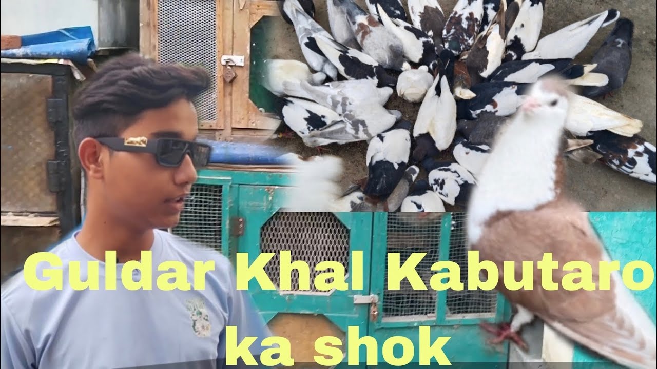Guldar khal 👍rangeen kabutaro ka 😍breeding setup 😍 - YouTube