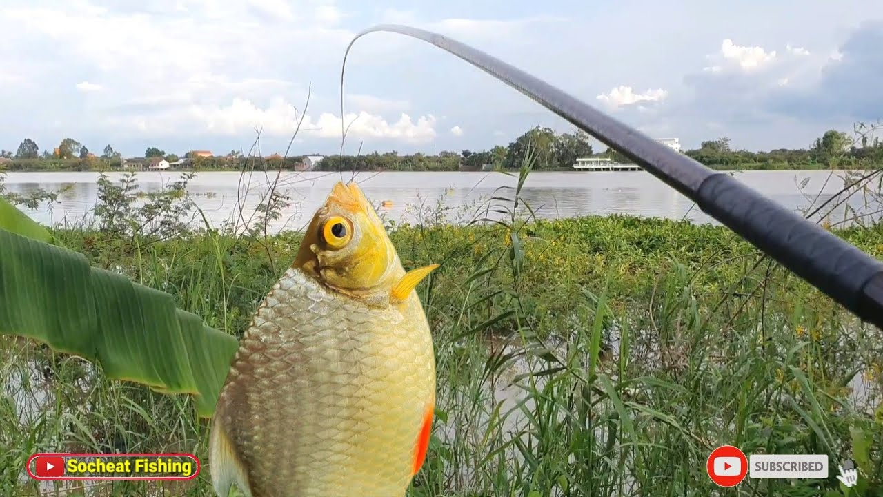 ស្ទូចត្រីឆ្អិន - ឃើញពស់ - Using bread bait - Amazing hook fishing ...