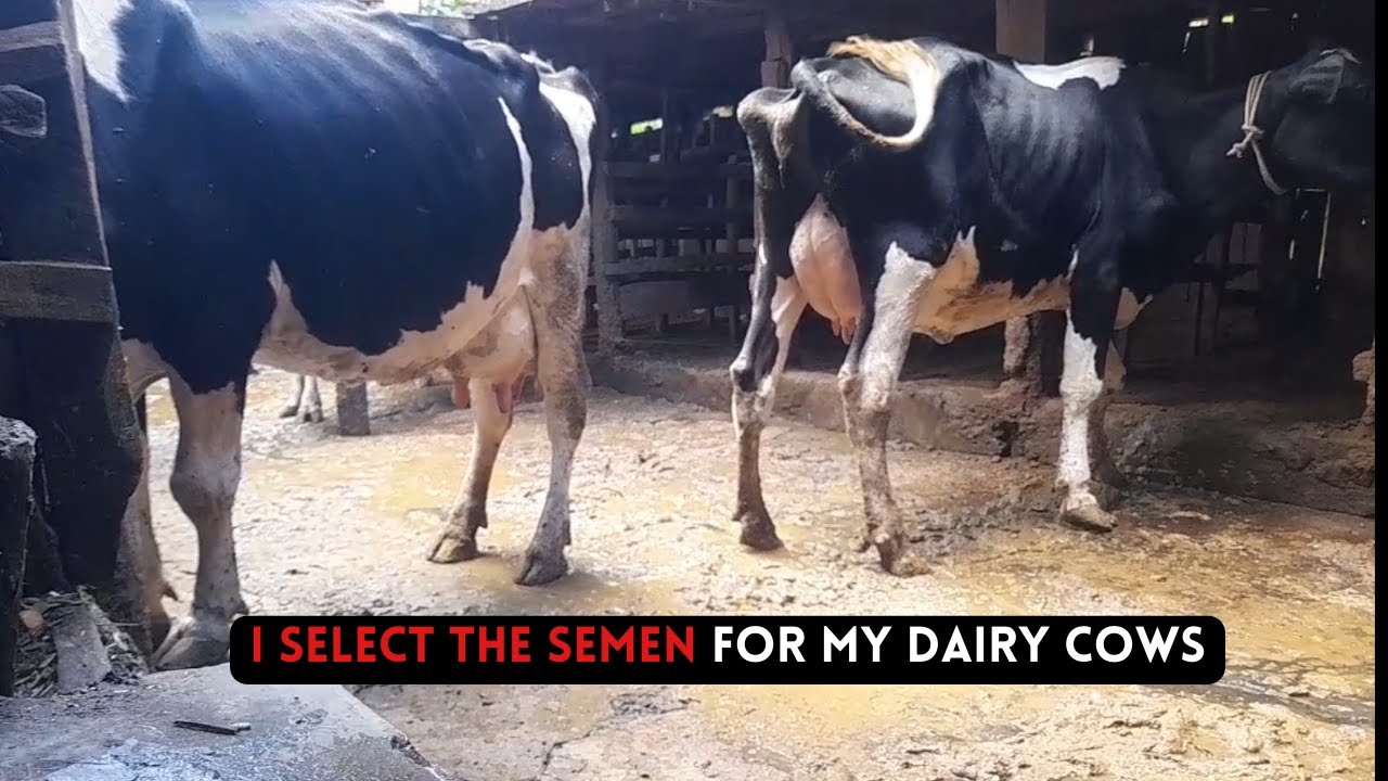 SECRETS OF GETTING HEIFERS //DAIRY FARMING//MERU,KENYA - YouTube