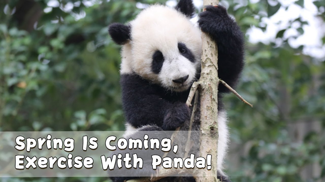 Spring Is Coming, Exercise With Panda! | iPanda - YouTube