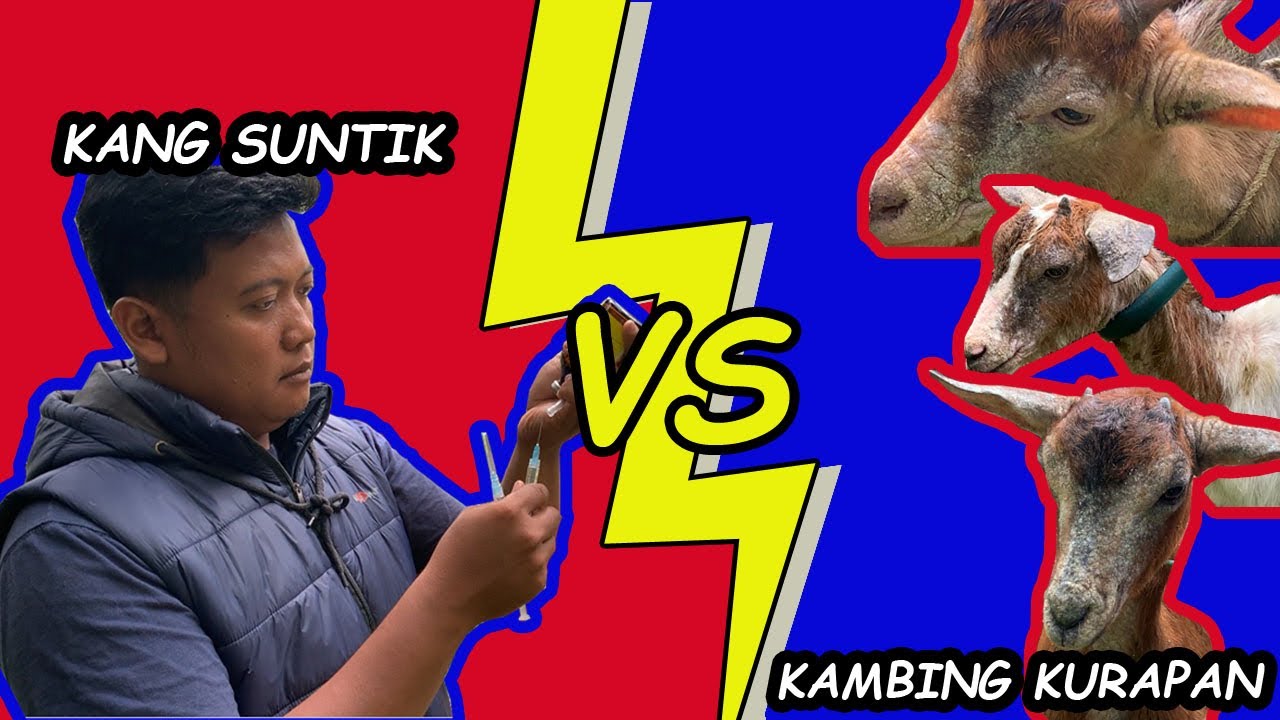 Kambing kurapan bisa nular ke kambing lain - YouTube