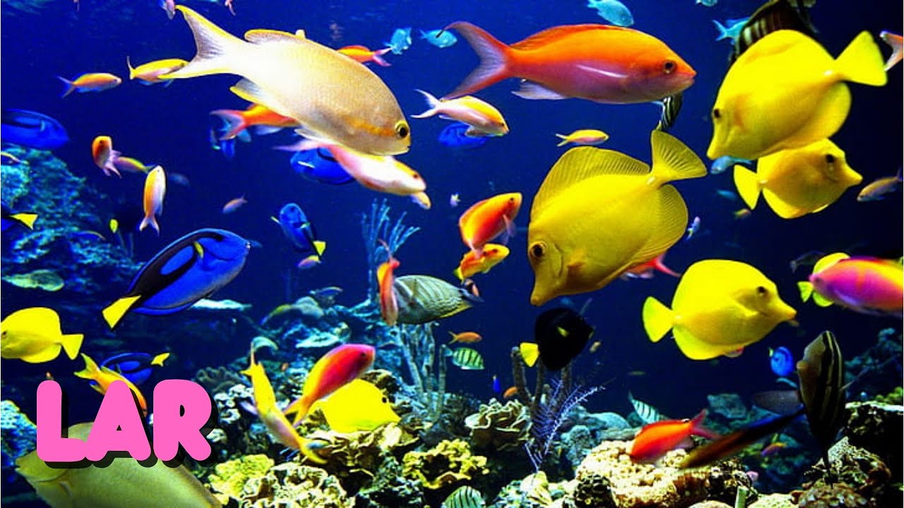 SOUND OF THE SEA, SOUNDS OF FISH, SOUNDS TO RELAX, SOUNDS OF MARINE ...