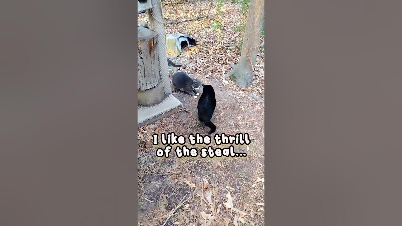 Possession Is 9 10 Of The Law cat cats YouTube possession-is-9-10-of-the-law-cat-cats-youtube