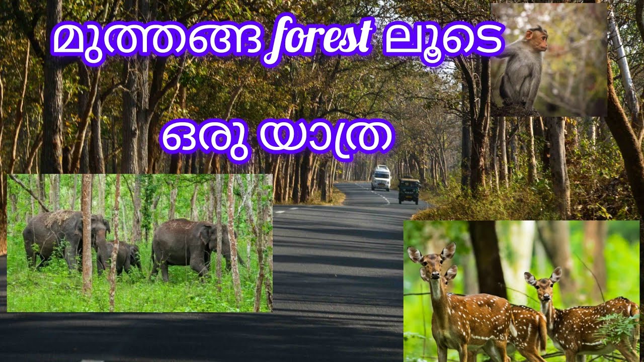 muthanga forest drive | മുത്തങ്ങ കാട്ടിലൂടെ ഒരു യാത്ര |wayanad | forest ...