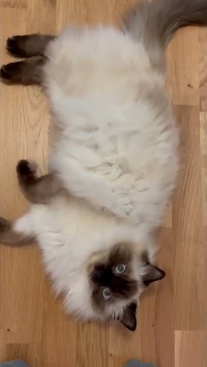 Ragdoll cat pretends she’s a rug - YouTube
