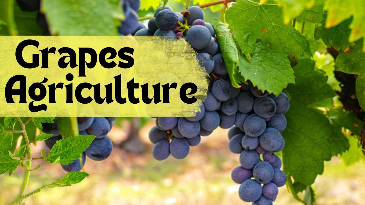 Grapes Agriculture: A Complete Guide to Growing and Harvesting Grapes ...